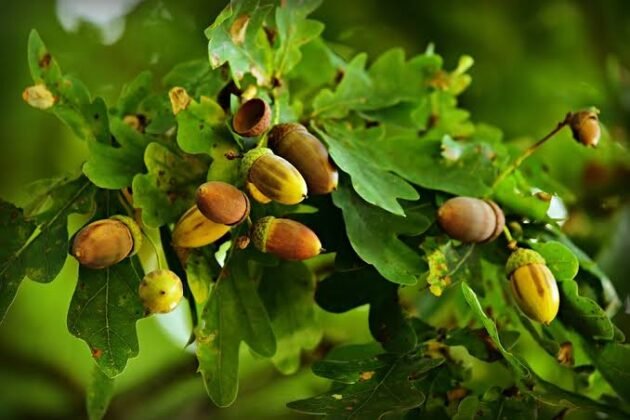 5 Fakta Kayu Oak yang Langka Di Indonesia - Paint and Coating